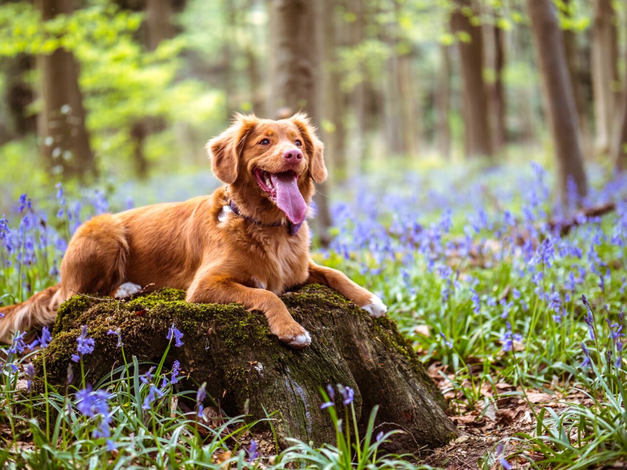 Circle City Dog Training Indianapolis | Dog Trainers in Indianapolis IN